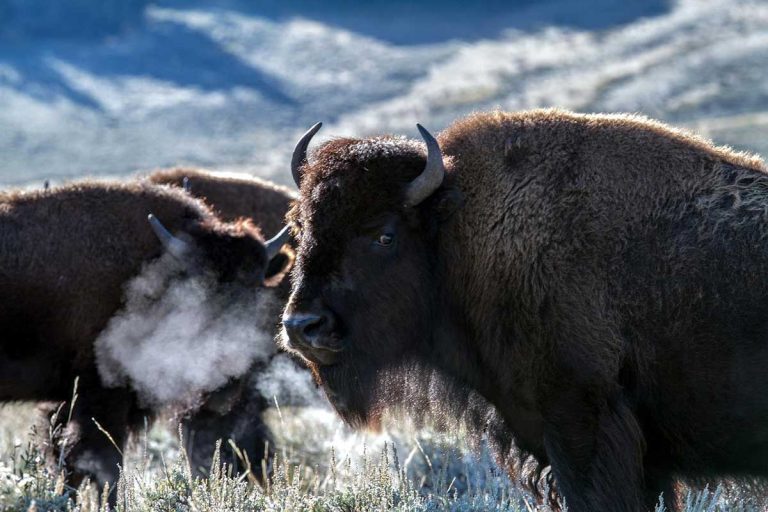 18 Facts About Wildlife in Yellowstone National Park - With Pictures